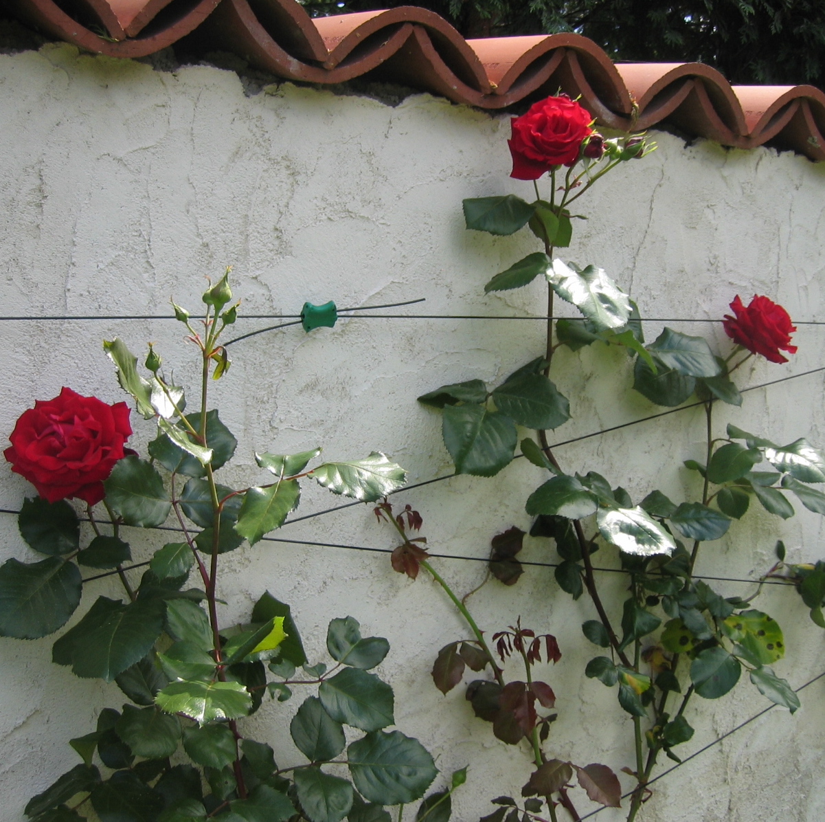 Steel Wire Rope Green Wall Trellis System | Sun Sail Shade fittings ...