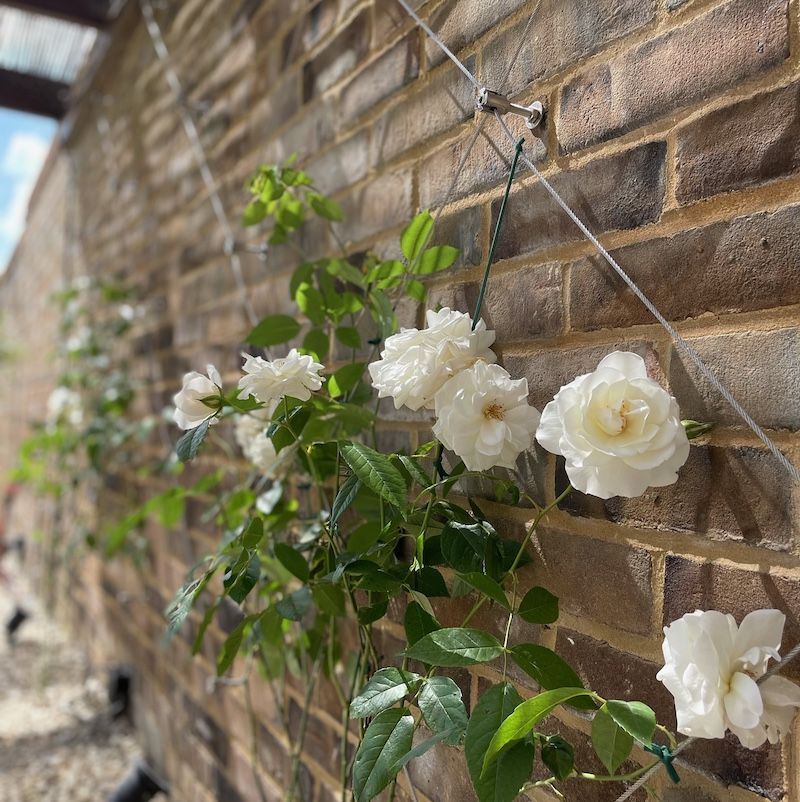 Steel Wire Rope Green Wall Trellis System | Sun Sail Shade fittings ...